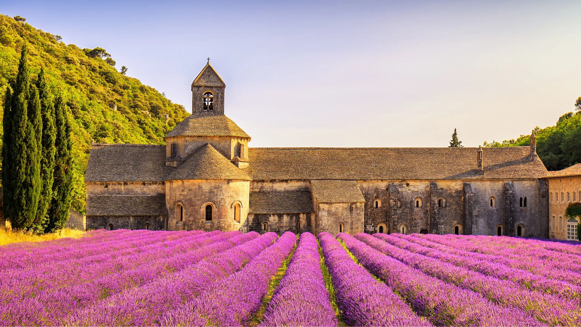 Lavender Fields - When and Where to Visit in Provence - TripFlops